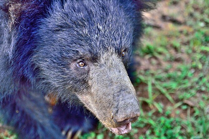 Yala National Park Safari from Galle - Critical Details: What Travelers Need to Know