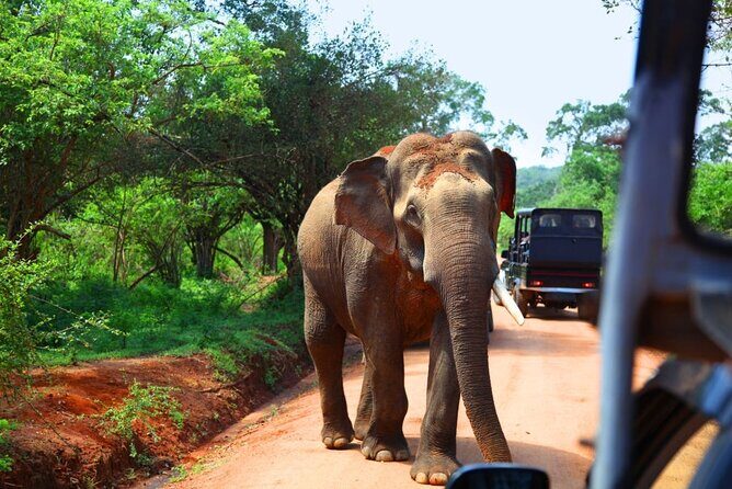Yala National Park Safari from Galle - Why This Tour Is Worth Considering