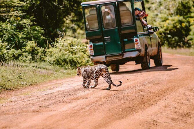 Yala National Park Safari from Galle - Who Will Love This Tour?
