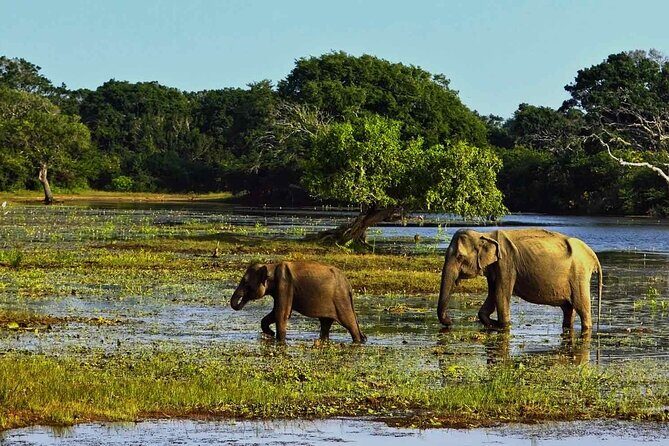 Yala National Park Safari from Galle - Final Thoughts on the Yala Safari Tour