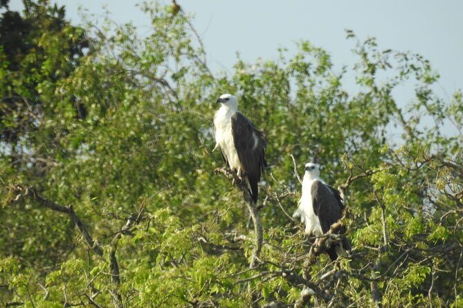 Yala National Park Safari from Hambantota Port - The Experience of Fellow Travelers