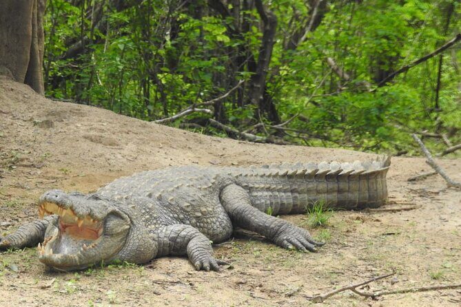 Yala National Park Safari from Hambantota Port - Who Should Consider This Tour?