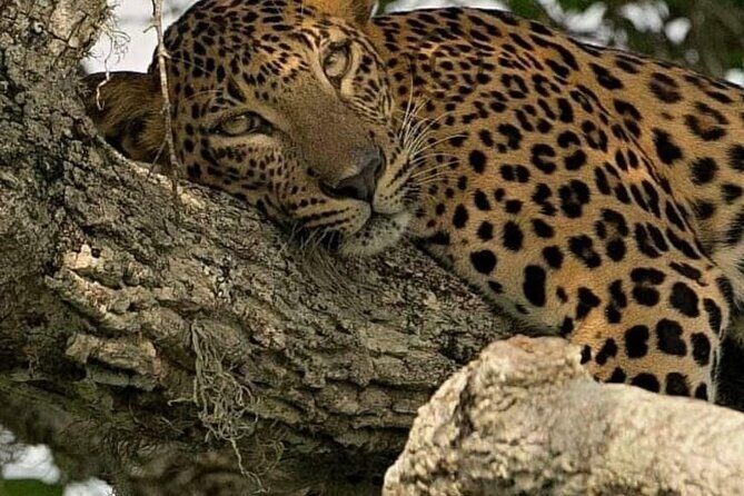 Yala National Park Safari from Hambantota Port - Final Thoughts