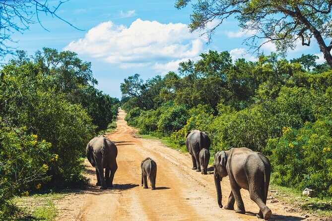 Yala National Park Safari from Hambantota Port - FAQ