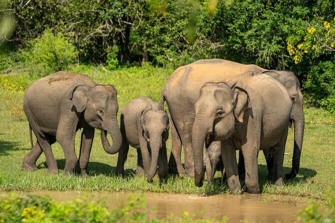 Yala National Park Safari |From Hambantota Port (Shore Excursion) - Inside Yala National Park: What to Expect