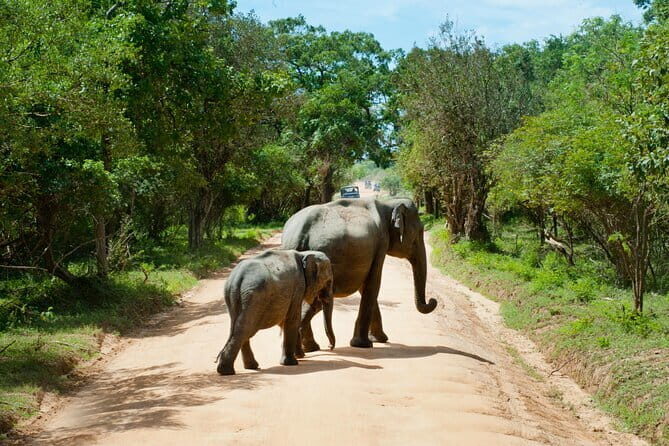 Yala National Park Safari from Hambantota port (Shore Excursion) - The Transport: Comfortable and Convenient