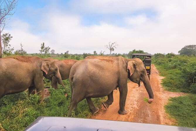 Yala National Park Safari from Hambantota port (Shore Excursion) - Reviews: Authentic Insights from Fellow Travelers
