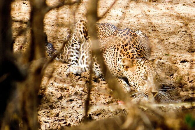 Yala National Park Safari from Hambantota Seaport - Key Points