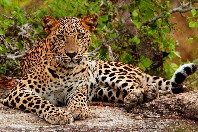 Yala National Park Safari from Hikkaduwa - Key Points