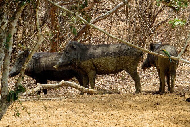 Yala National Park Safari from Hikkaduwa - An In-Depth Look at the Tour
