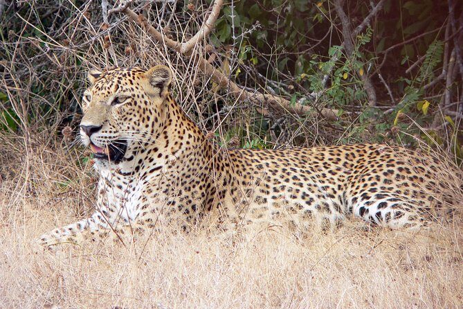 Yala National Park Safari from Hikkaduwa - Final Thoughts: Is It Worth It?
