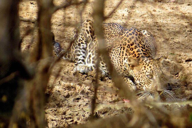 Yala National Park Safari from Talpe - Key Points