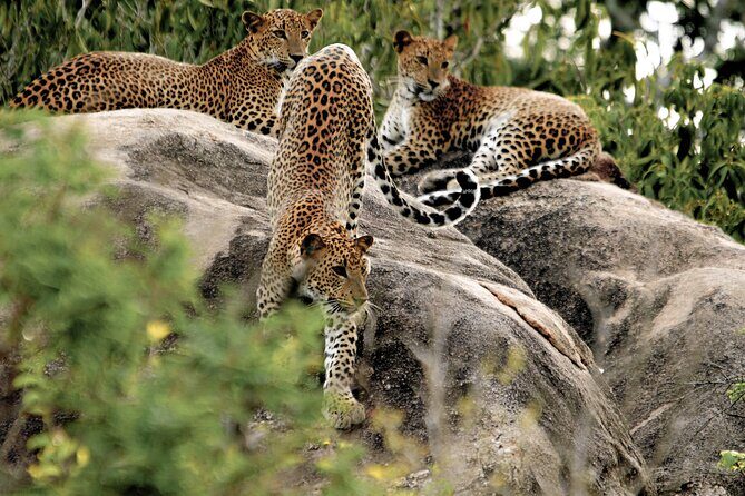 Yala National Park Safari from Talpe - Authentic Experiences and What Travelers Say