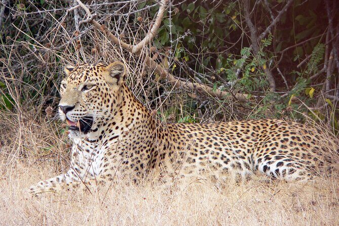 Yala National Park Safari from Talpe - Who Is This Tour Best For?