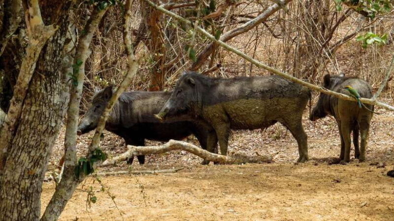 Yala National Park Safari from Tangalle - Key Points