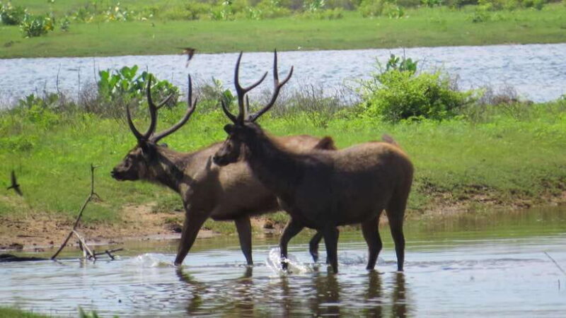 Yala National Park Safari from Tangalle - Introduction