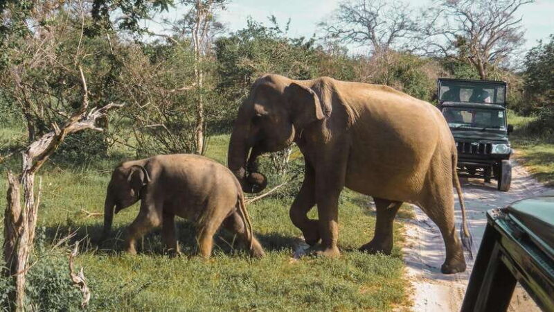 Yala National Park Safari from Tangalle - What to Expect & Practical Tips