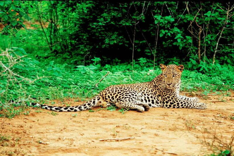 Yala National Park Safari from Tangalle - Who Will Enjoy This Tour?