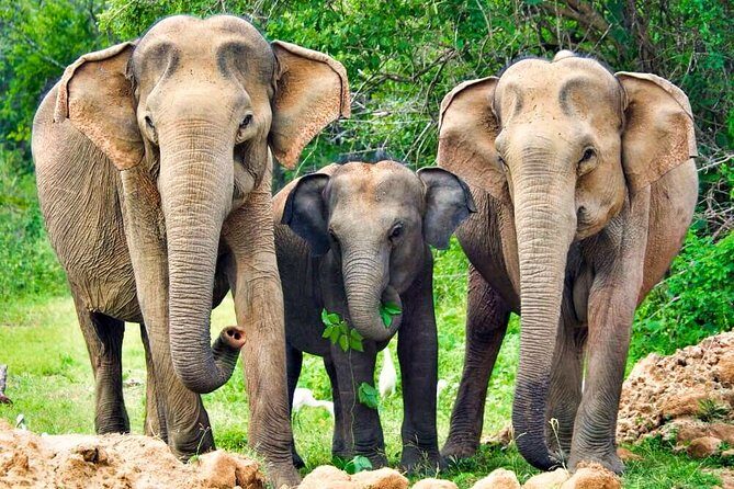 Yala National Park Safari from Udawalawe - An In-Depth Look at the Tour