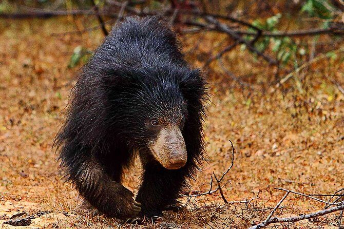 Yala National Park Safari from Udawalawe - FAQ