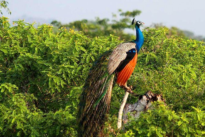 Yala National Park Safari from Weligama - Wildlife Viewing and Authenticity