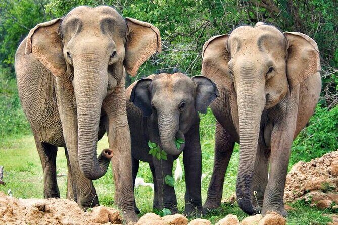 Yala National Park Safari from Weligama - The Value Proposition: How Does It Stack Up?