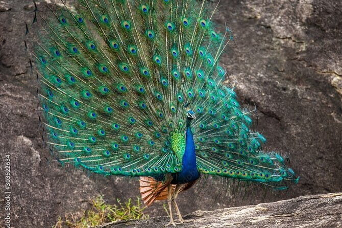 Yala National Park Safari - Half day and Full day - Your Journey Through Yala