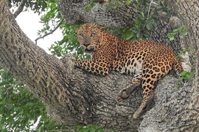 Yala National Park Safari Half Day and Full Day Tours - Key Points