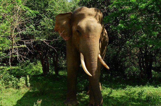 Yala National Park Safari Half Day and Full Day Tours - FAQ