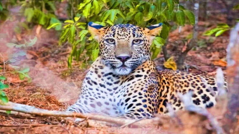 "Yala National Park Safari-Half-Day Safari Guided Adventure" - A Closer Look at the Tour