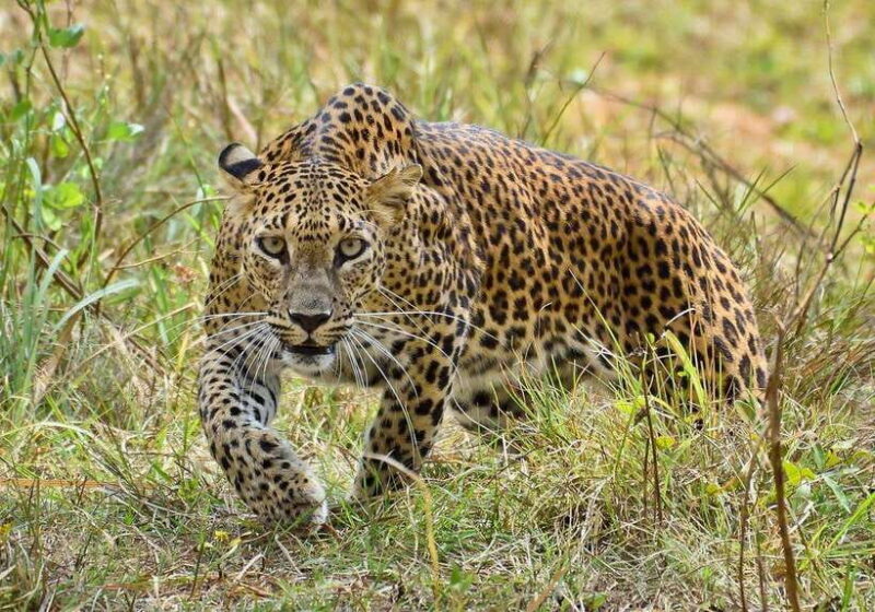 "Yala National Park Safari-Half-Day Safari Guided Adventure" - Final Thoughts
