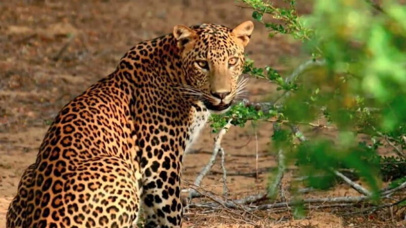 "Yala National Park Safari-Half-Day Safari Guided Adventure" - FAQ