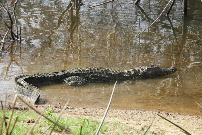 Yala National Park Safari | Jeep with Tickets - Frequently Asked Questions