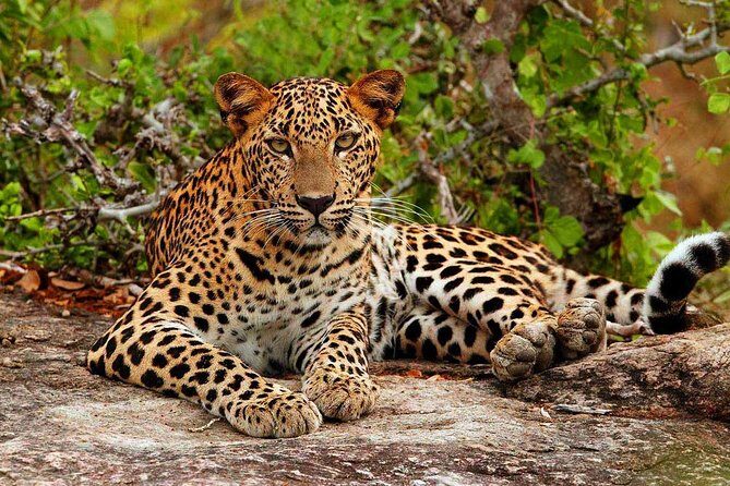 Yala National Park Safari - Private Tour - Key Points
