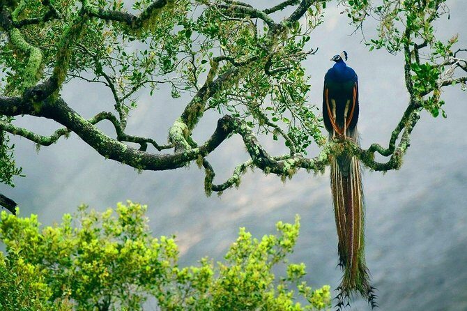 Yala National Park Safari - Private Tour - Authentic Encounters and Customer Feedback