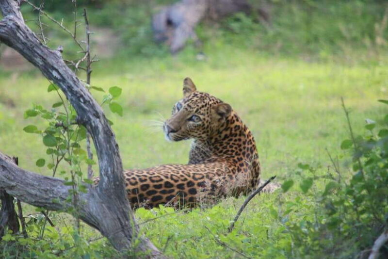 Yala National Park Safari Tour from Hambantota Port - Introduction: An Authentic Wild Encounter in Sri Lanka