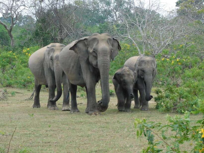 Yala National Park Safari Tour from Hambantota Port - Who Should Consider This Tour?
