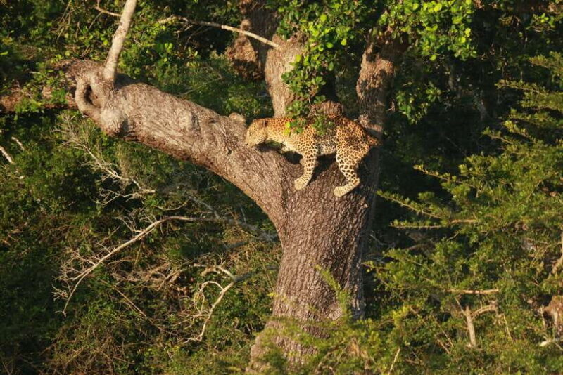 Yala National Park Safari Tour from Hambantota Port - The Sum Up: A Solid Choice for Wildlife Fans