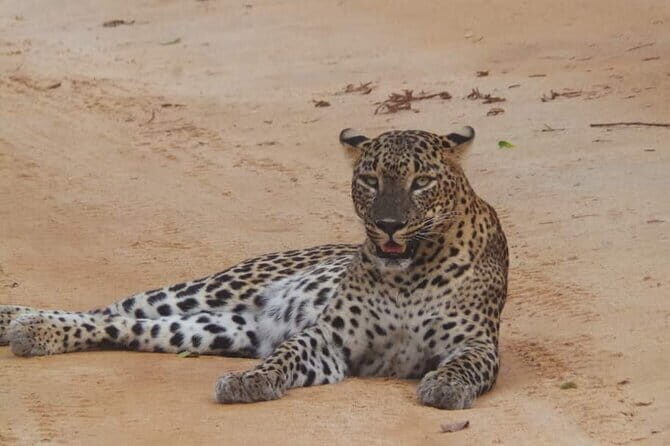 Yala National Park Safari Tour From Hambantota Port - An In-Depth Look at the Yala Safari Experience