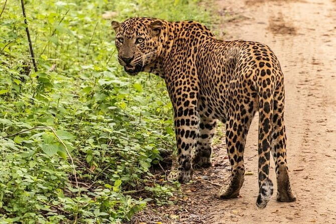 Yala National Park Safari Tour From Hambantota Port - FAQs