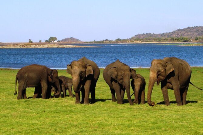 Yala National Park Safari Tours - An In-Depth Look at the Safari Experience