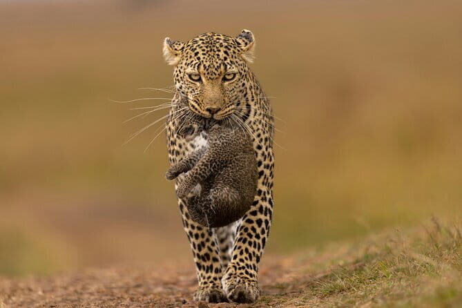 Yala National Park Safari Tours from Hambantota Port - Practical Tips for Your Safari