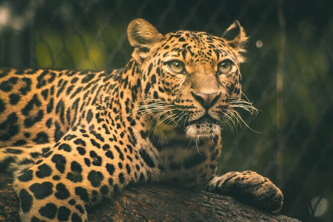 Yala National Park Safari Tours from Hambantota Port - The Value Proposition