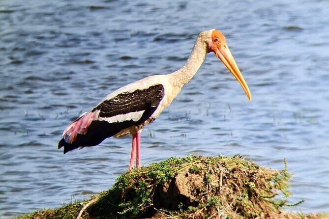 Yala National Park Safari Tours from Hambantota Port - Final Thoughts