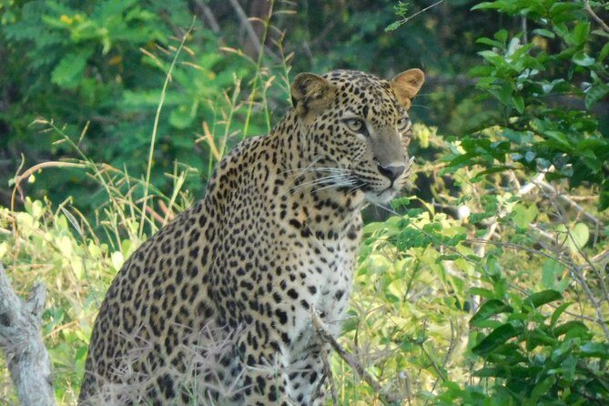 Yala National Park Safari Tours - Half Day & Full Day - Exploring Yala National Park Safari Tours – Half Day & Full Day