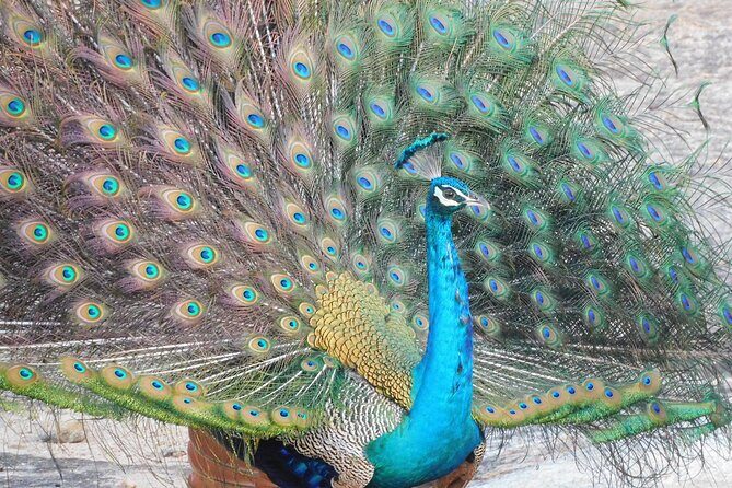 Yala National Park Safari Tours - Half Day & Full Day - Key Points