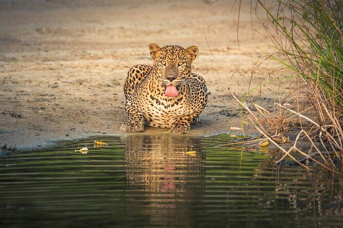 Yala National Park Safari Tours -Half Day & Full Day - Who Should Consider This Safari?
