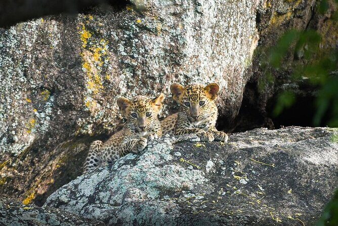 Yala National Park Safari Tours - Half Day & Full Day - Introduction