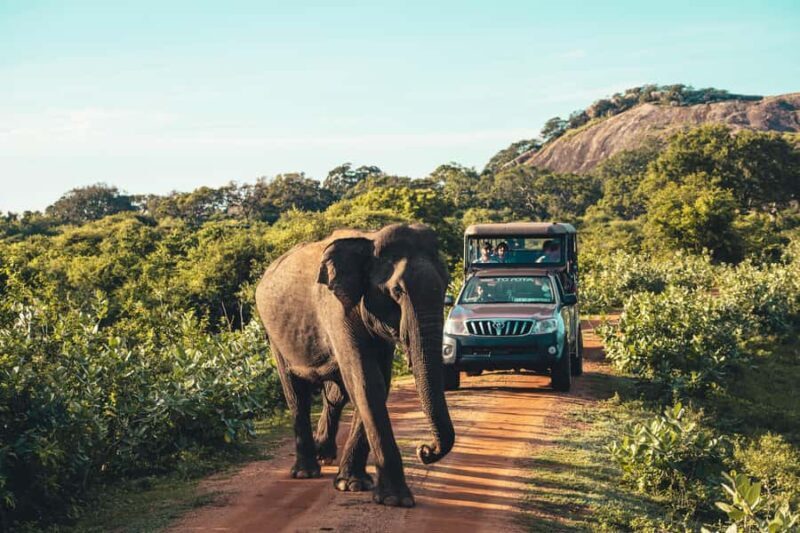 Yala National Park Safari Tours: Half Day/Full-Day Safari - Key Points