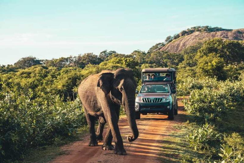 Yala National Park Safari Tours: Half Day/Full-Day Safari - Who Should Consider This Tour?